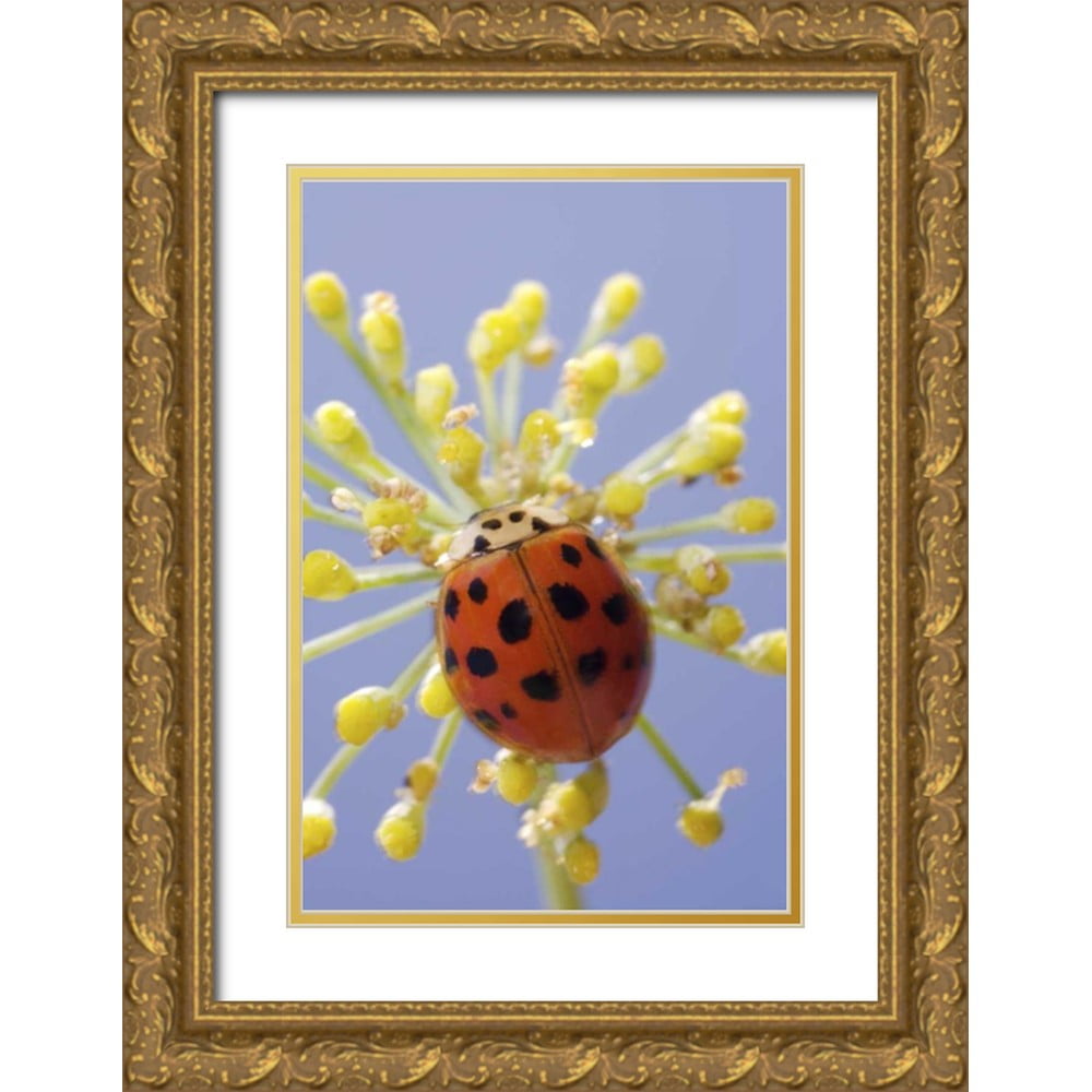 Talbot Frank, Christopher 11x14 Gold Ornate Wood Framed with Double ...