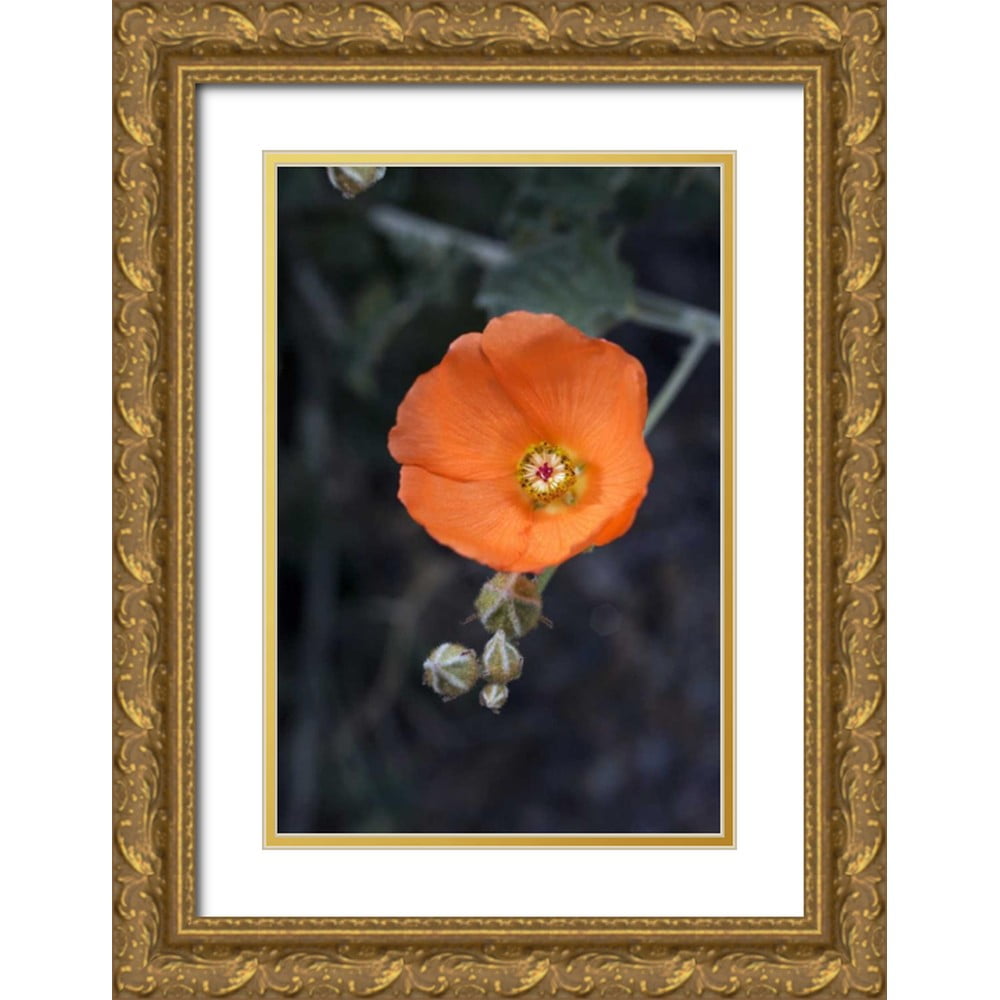 Talbot Frank, Christopher 11x14 Gold Ornate Wood Framed with Double ...