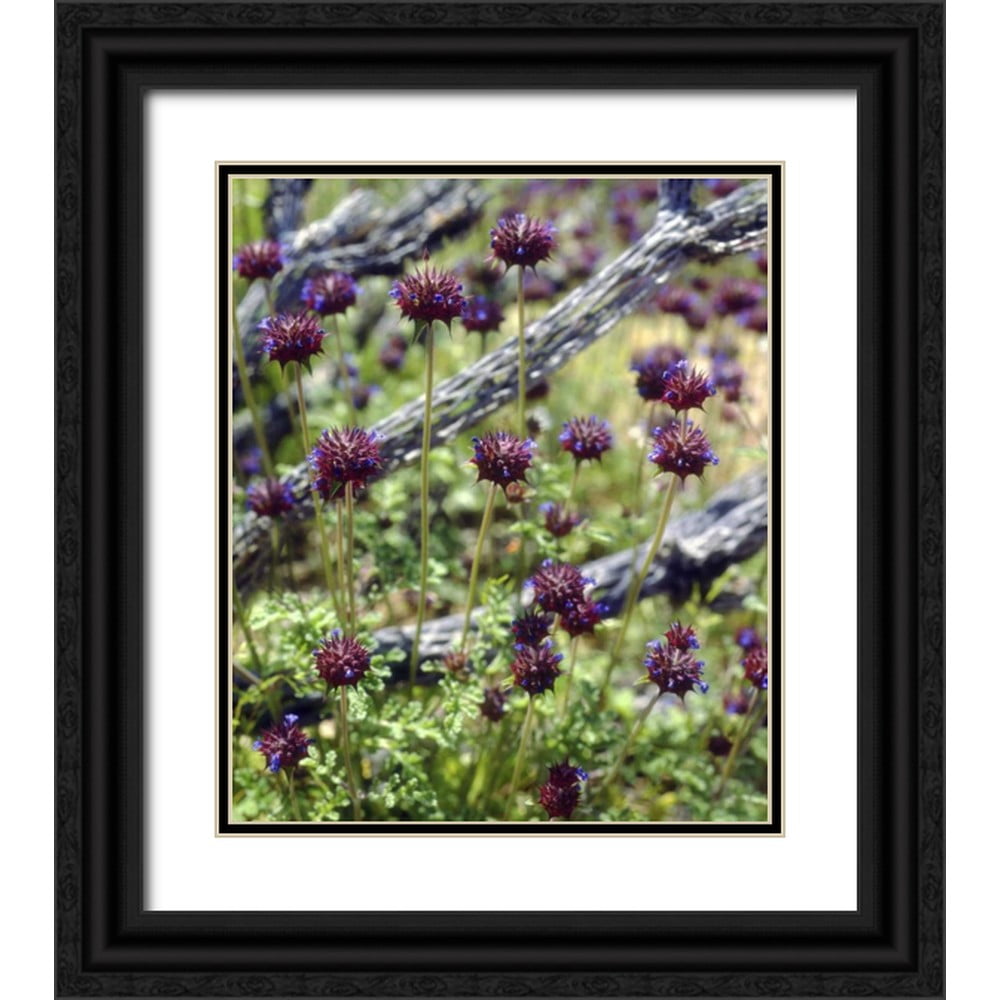 Talbot Frank, Christopher 12x14 Black Ornate Wood Framed with Double ...