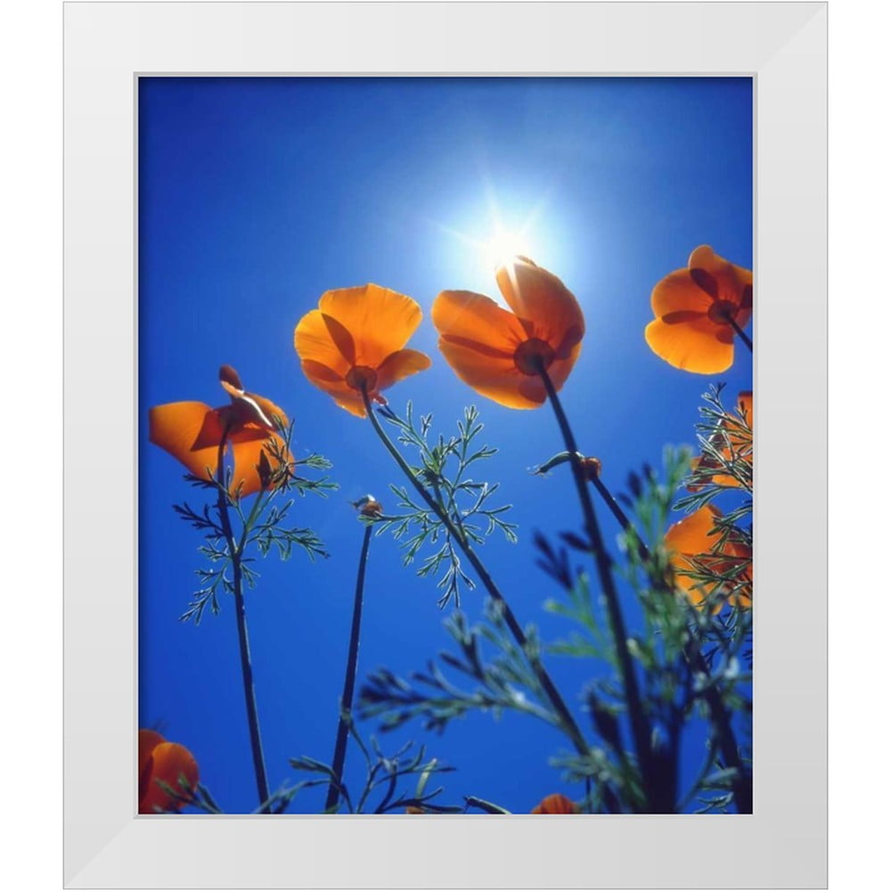 Talbot Frank, Christopher 12x14 White Modern Wood Framed Museum Art ...