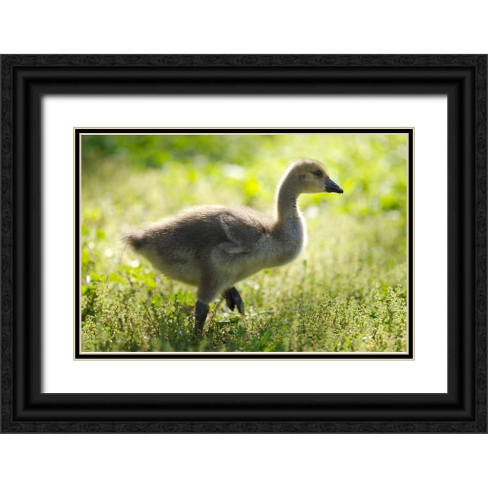 Talbot Frank, Christopher 14x11 Black Ornate Wood Framed with Double ...