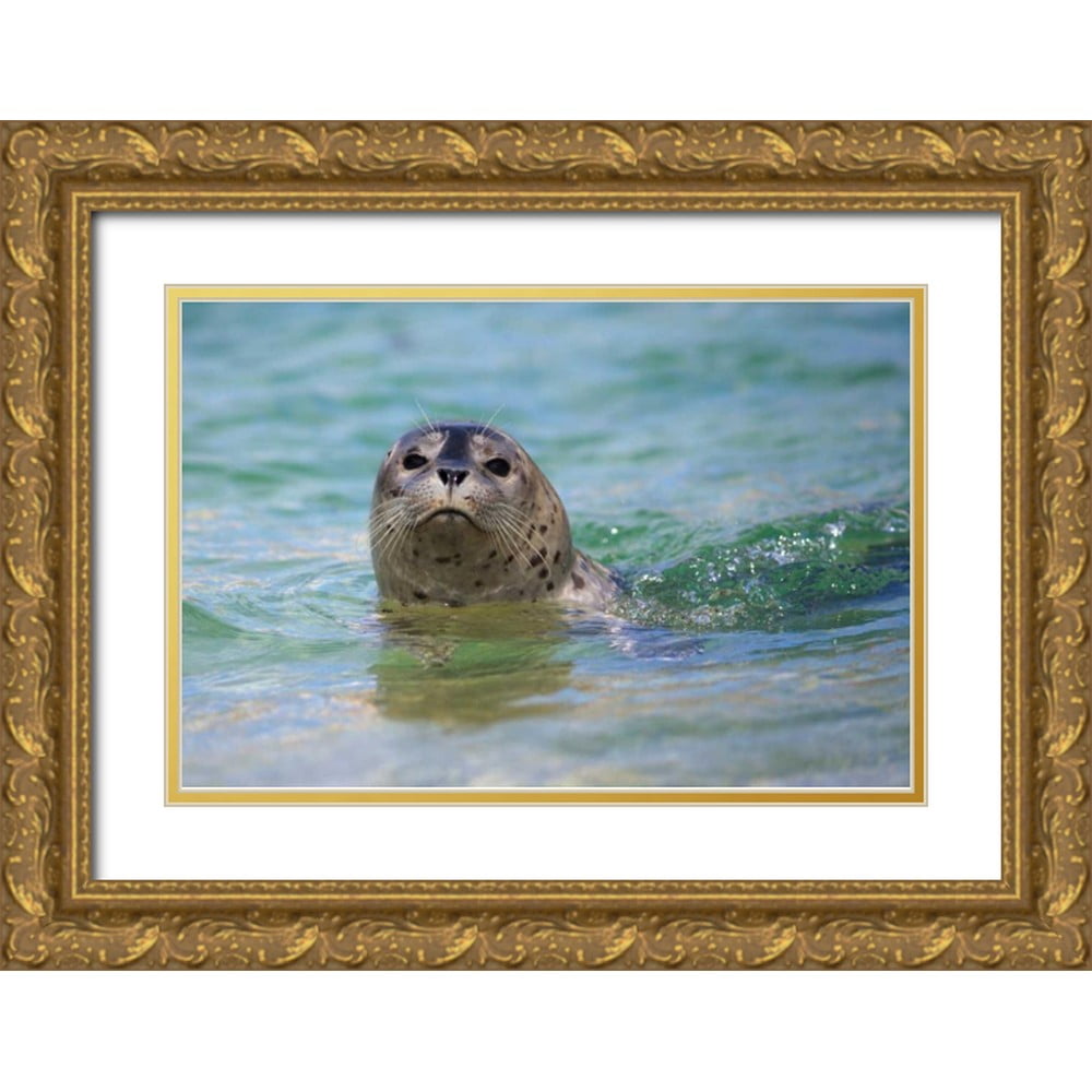 Talbot Frank, Christopher 14x11 Gold Ornate Wood Framed with Double ...