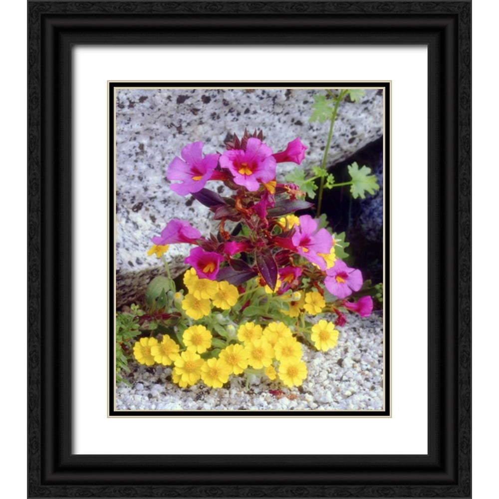 Talbot Frank, Christopher 15x17 Black Ornate Wood Framed with Double ...