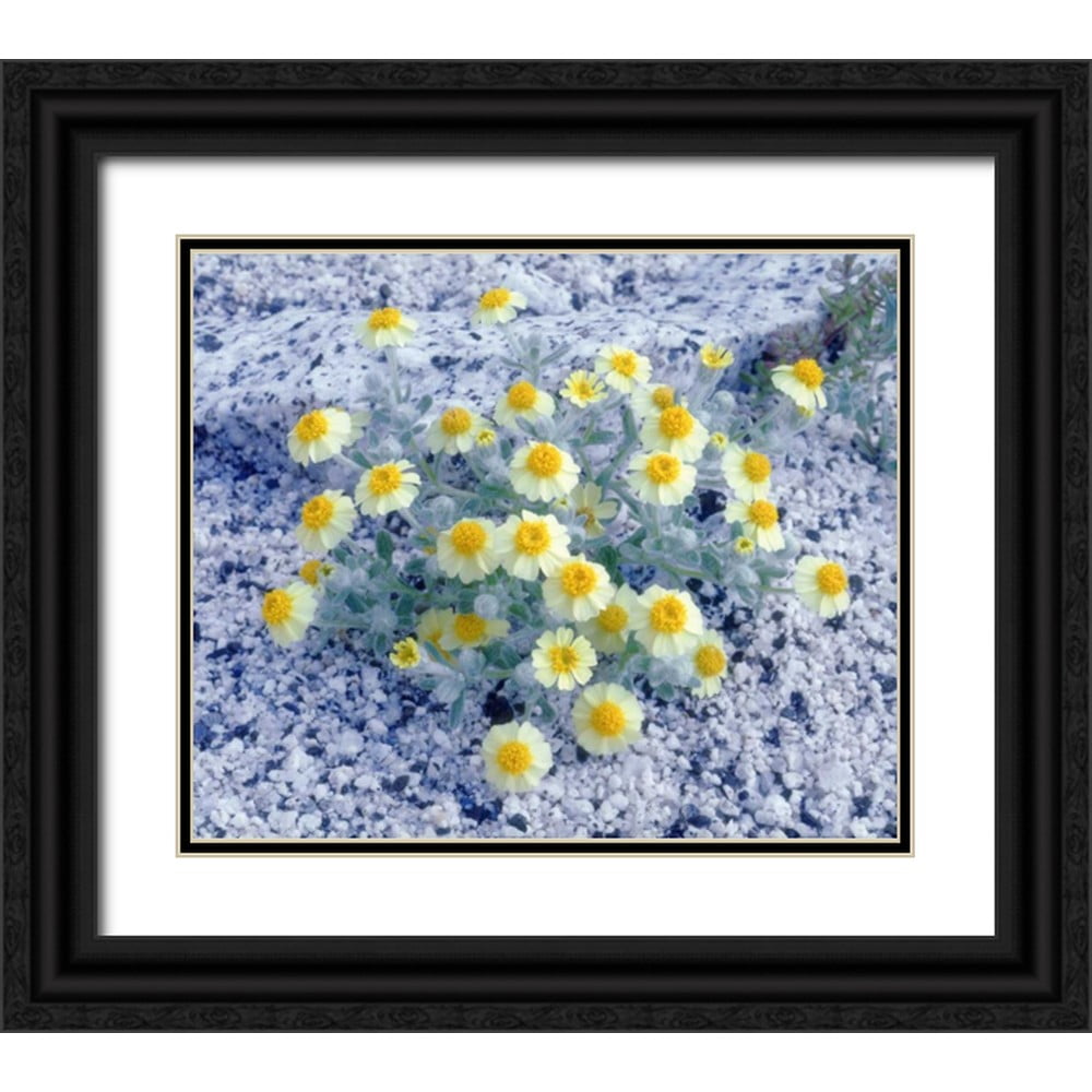 Talbot Frank, Christopher 17x15 Black Ornate Wood Framed with Double ...