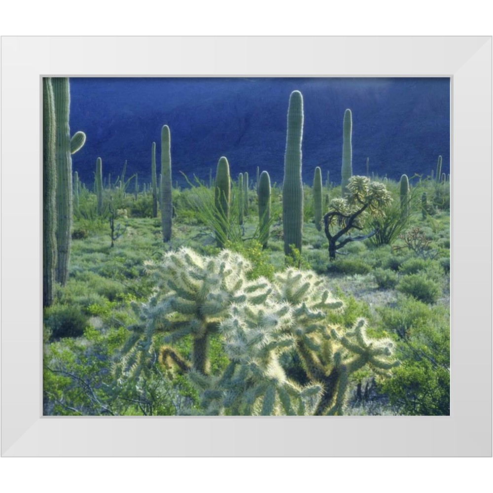 Talbot Frank, Christopher 17x15 White Modern Wood Framed Museum Art ...