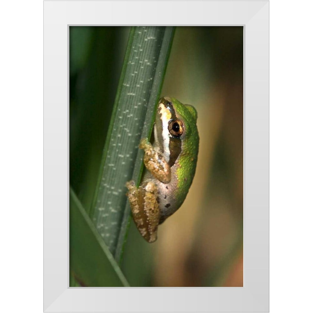 Talbot Frank, Christopher 17x24 White Modern Wood Framed Museum Art ...