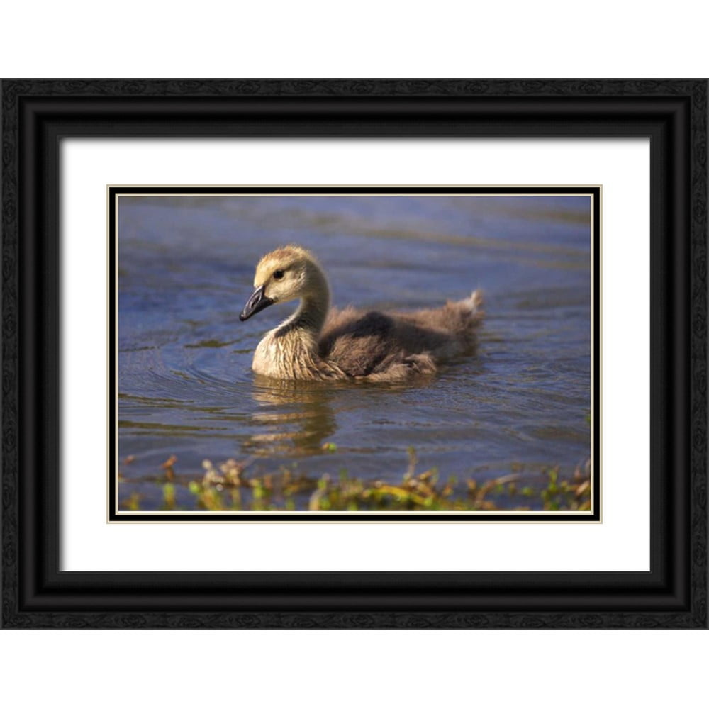 Talbot Frank, Christopher 18x13 Black Ornate Wood Framed with Double ...