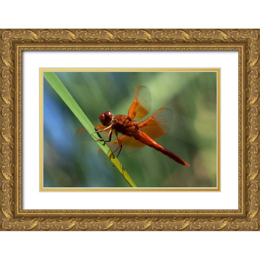 Talbot Frank, Christopher 18x13 Gold Ornate Wood Framed with Double ...