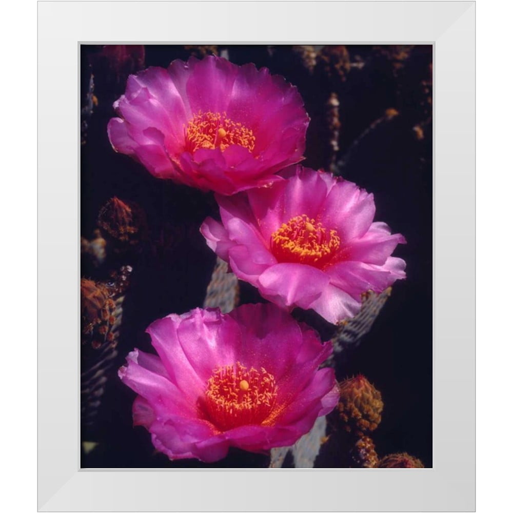 Talbot Frank, Christopher 20x23 White Modern Wood Framed Museum Art ...