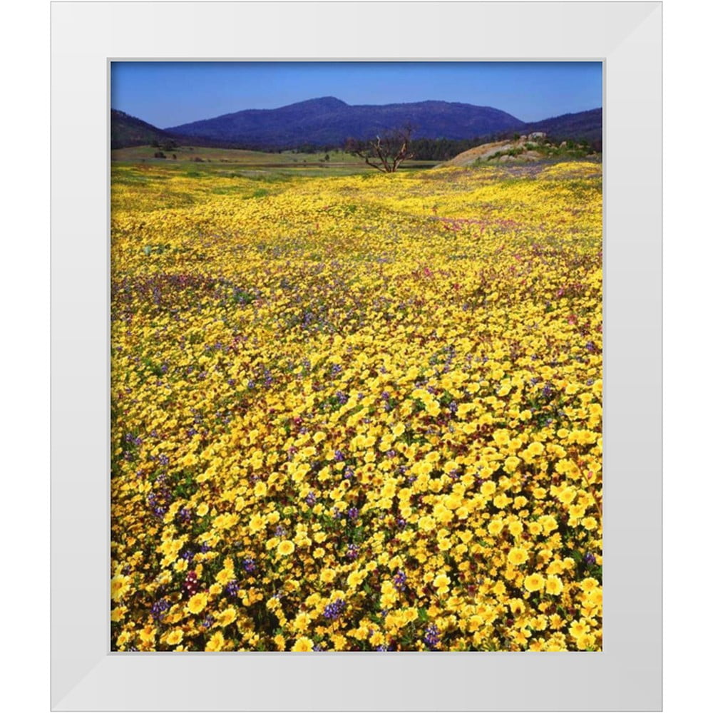 Talbot Frank, Christopher 20x23 White Modern Wood Framed Museum Art ...