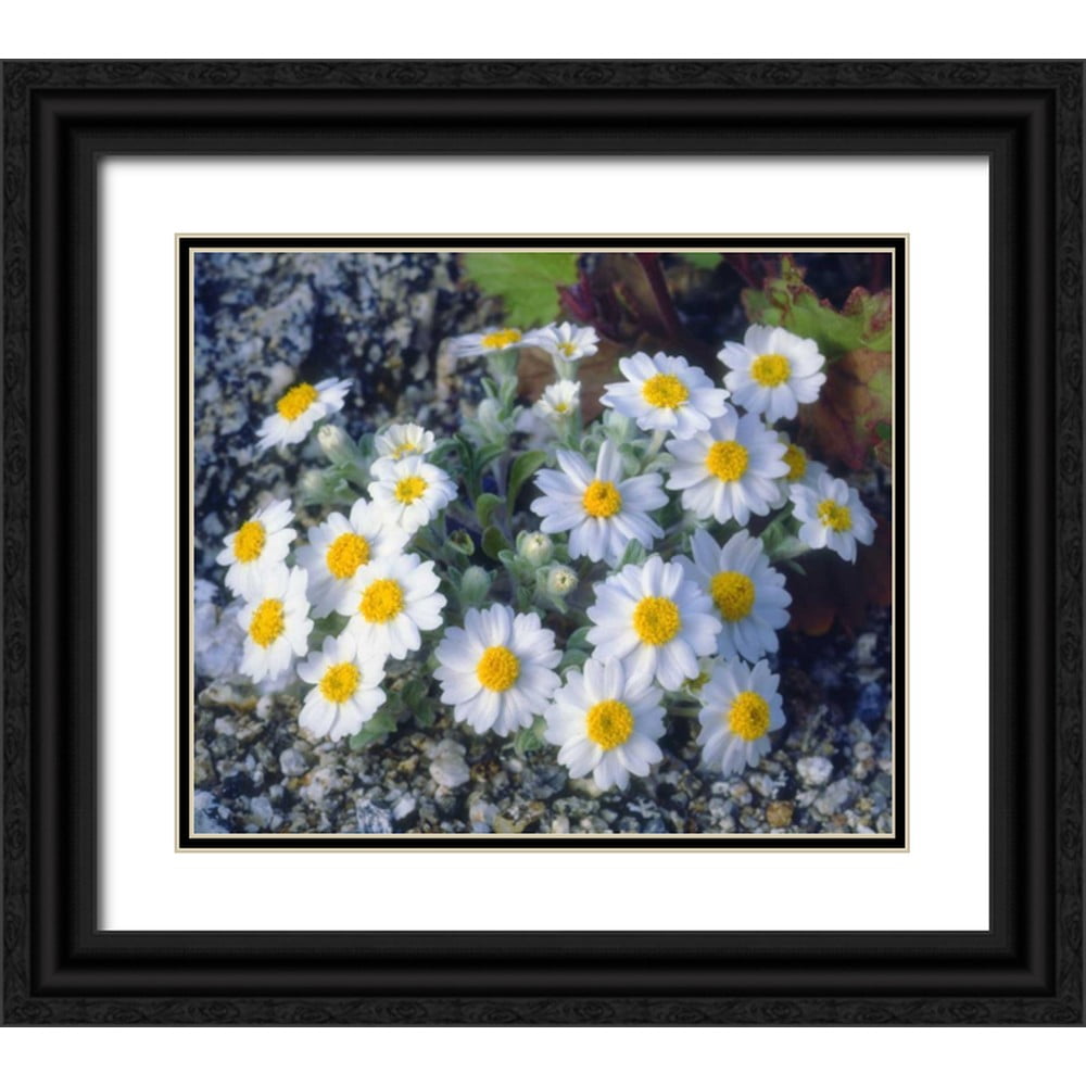 Talbot Frank, Christopher 23x20 Black Ornate Wood Framed with Double ...