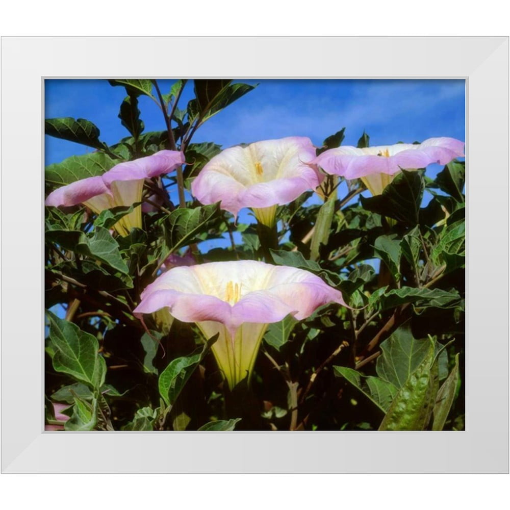 Talbot Frank, Christopher 23x20 White Modern Wood Framed Museum Art ...