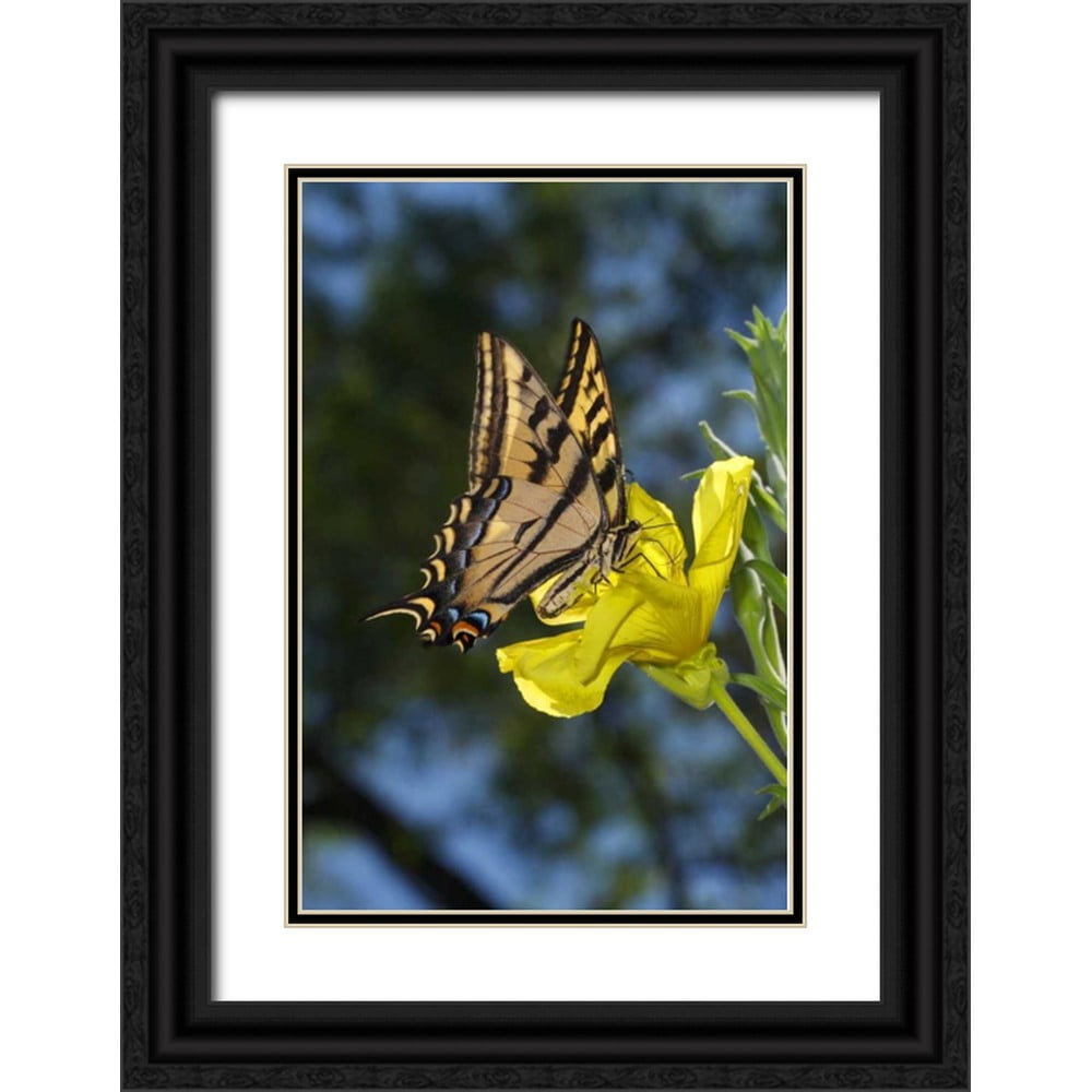 Talbot Frank, Christopher 23x32 Black Ornate Wood Framed with Double ...