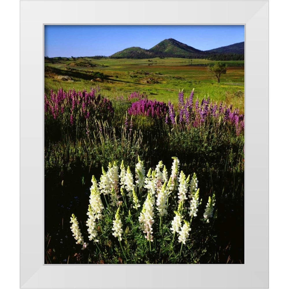 Talbot Frank, Christopher 26x30 White Modern Wood Framed Museum Art ...