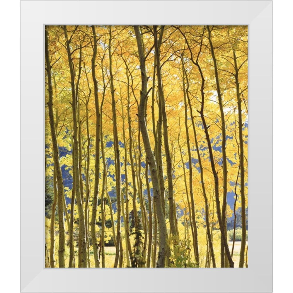 Talbot Frank, Christopher 26x30 White Modern Wood Framed Museum Art ...