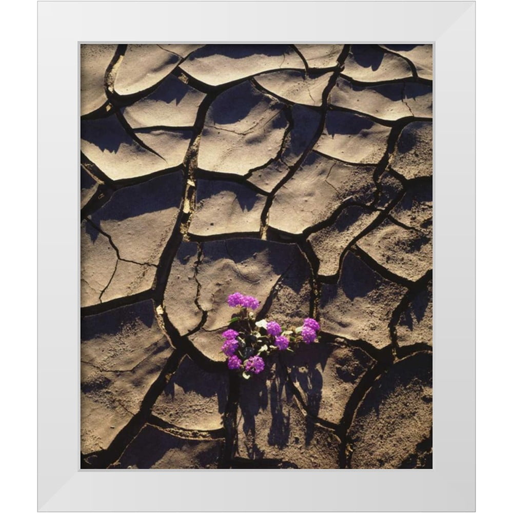 Talbot Frank, Christopher 26x31 White Modern Wood Framed Museum Art ...