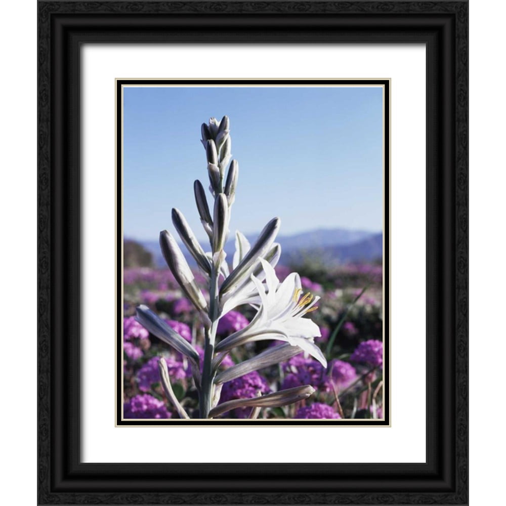 Talbot Frank, Christopher 26x32 Black Ornate Wood Framed with Double ...