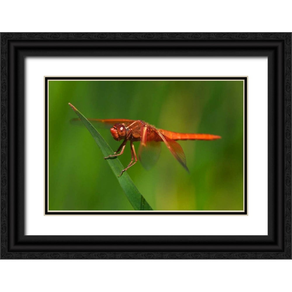 Talbot Frank, Christopher 32x23 Black Ornate Wood Framed with Double ...