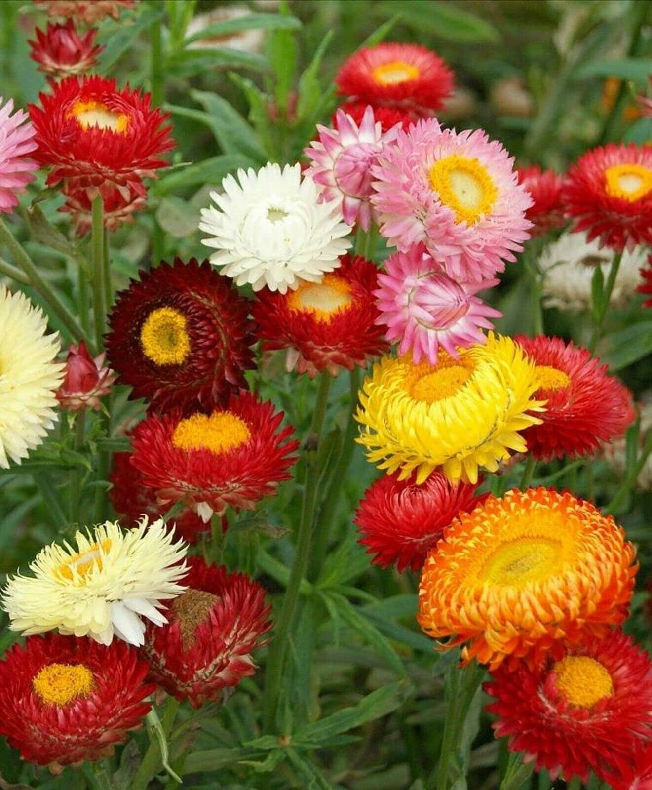 Tall Double Strawflower Mix Seeds Cut Flower Mixed Color 200 Seeds E11 ...