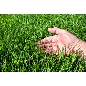 Switchgrass Seeds for Planting - Fast Growing and Hardy Prairie Grass ...