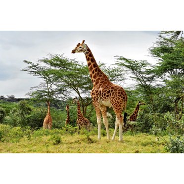 Beauty Of The Giraffe Poster Wall Art, Modern Wall Decor For Living ...