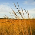 Walmart's Drought Tolerant Tall Native Prairie Grass Seed Mix for ...