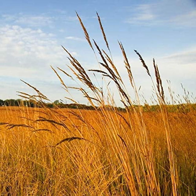 Outsidepride 5 lb. Perennial Tall Native Grass Seed Mix of Bluestems ...
