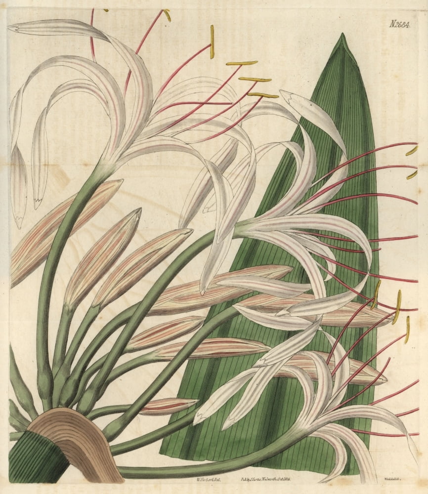 Tall Rangoon Crinum, Crinum Procerum, Whitea Poster Print By ...