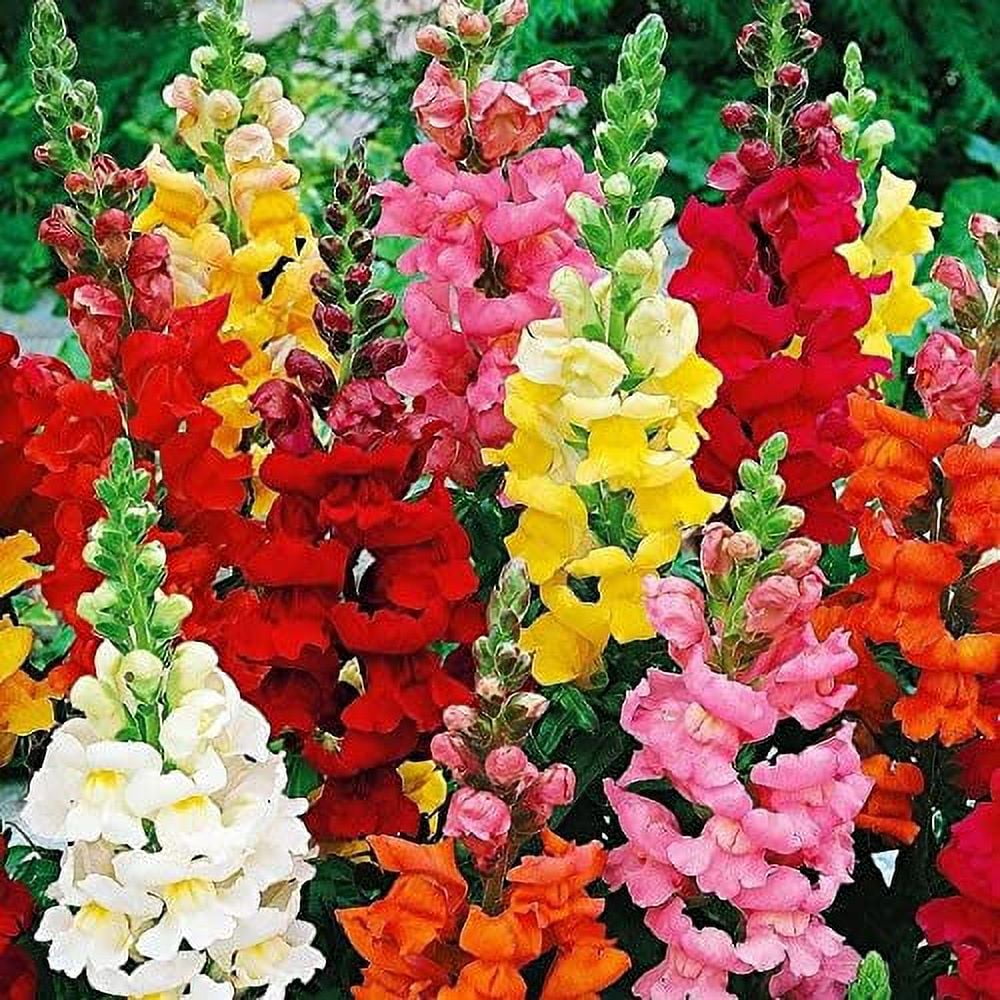 Tall Snapdragon Flower Mix Tall 1000+ Seeds H2FSDfor Planting for ...