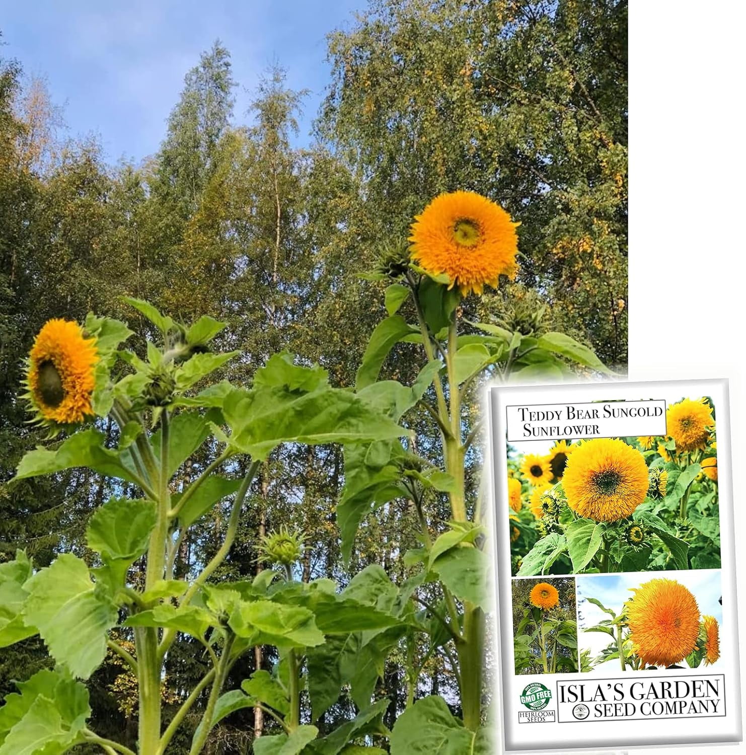 Tall Sungold Sunflower (Teddy Bear Tall) Seeds, 50+ Sunflower Seeds Per ...