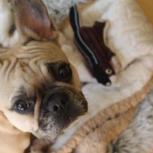 Tall Tails Small Classic Plush Squeaker Toy for Dogs, Chipmunk ...