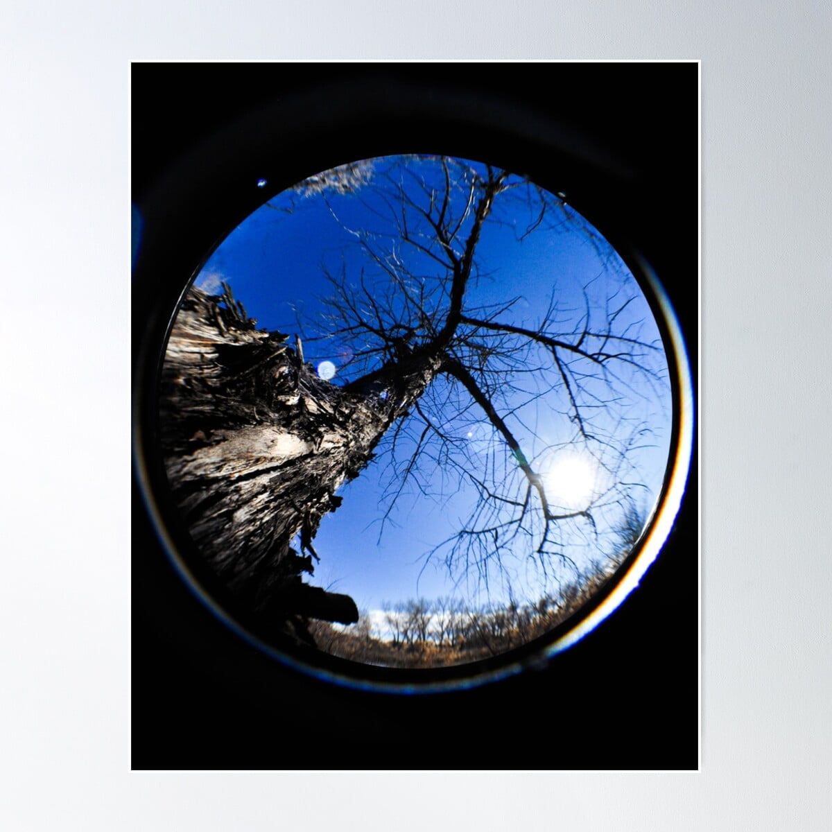 Tall Tree Through A Fisheye Lens Poster Wall Art, Modern Wall Decor For ...