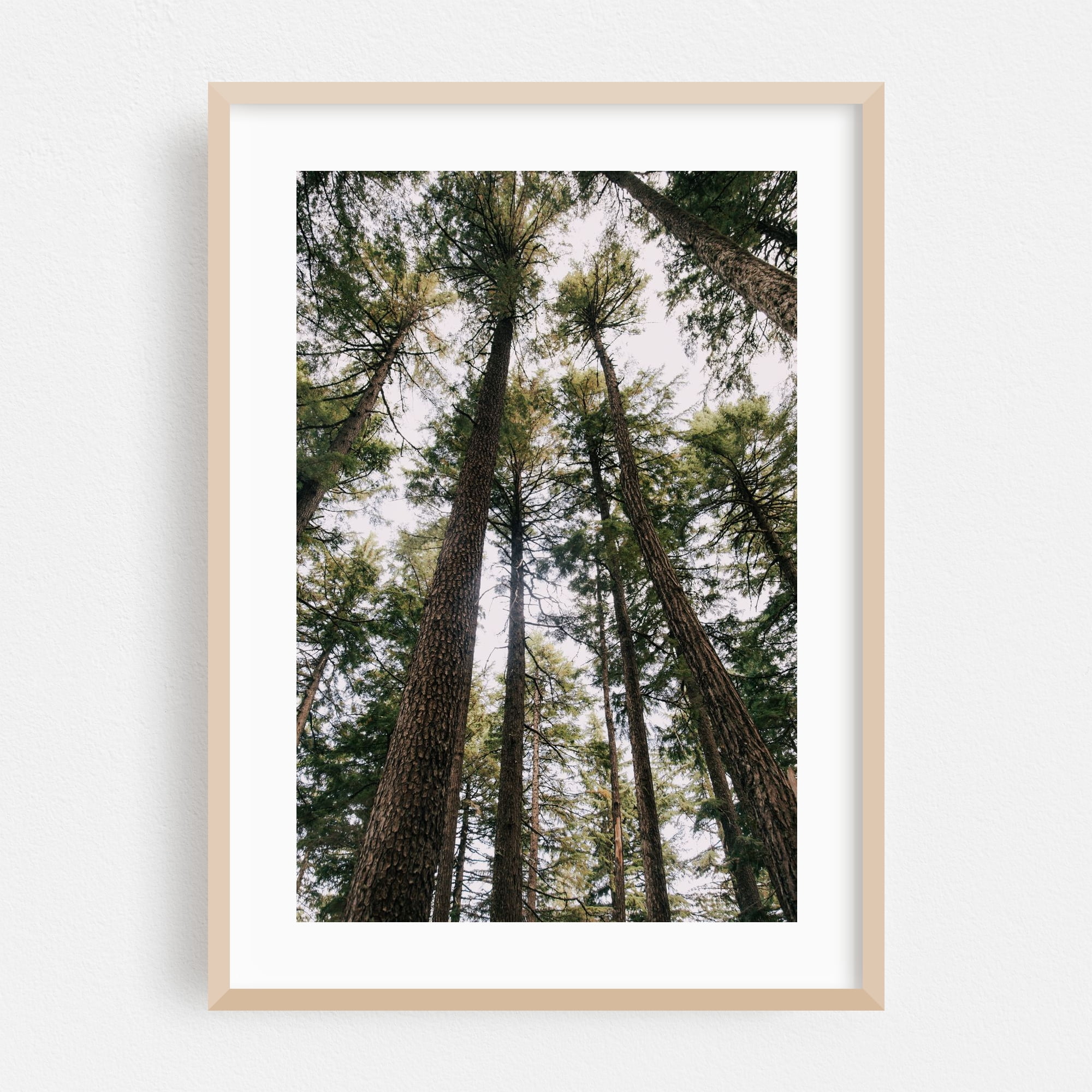 Tall Trees - Photography Forest Nature Woodland Scenic Wilderness ...