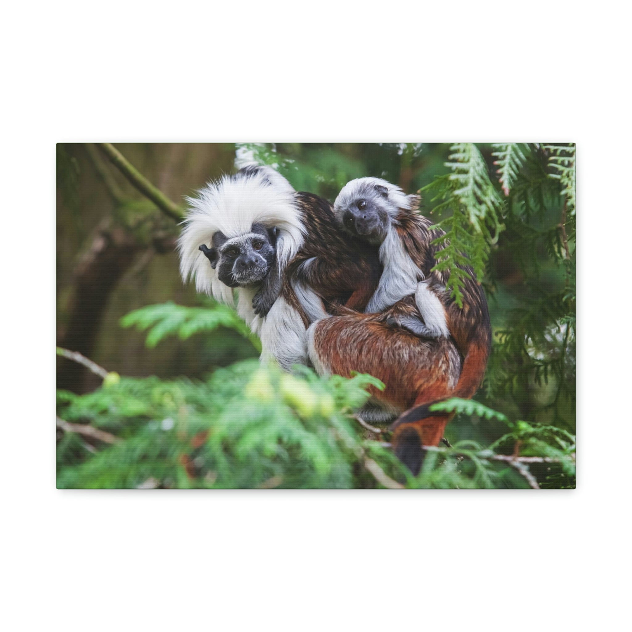 Tamarin Group Tamarin Troop Print Animal Wall Art Wildlife Canvas ...