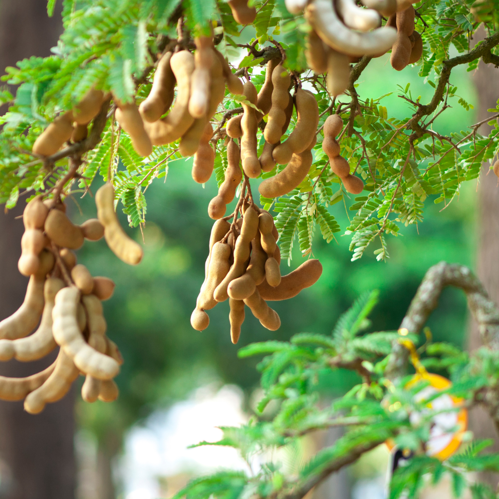 Tamarind Tree Live Plant, 6-12'' Tall, Thai Sweet Tamarind Plant ...