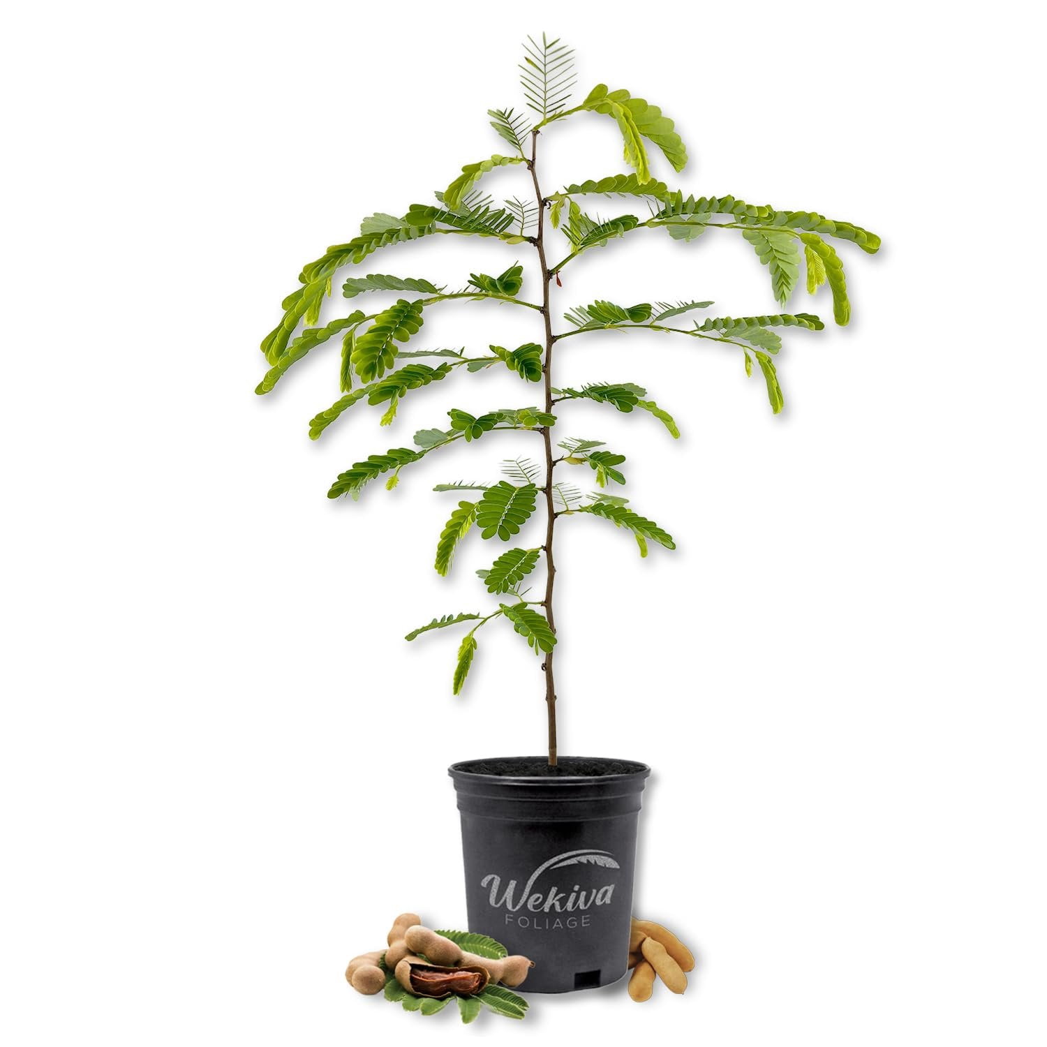 Tamarind Tree - Sampaloc - Live Plant in a 1 Gallon Growers Pot ...