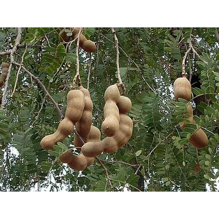 Tamarind Tree