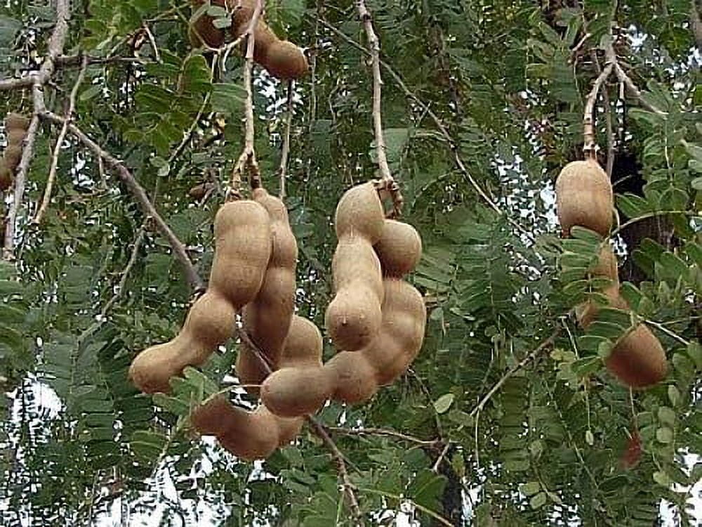 Tamarind Tree - Tropical Fruit - Patio or Indoors - Tamarindus indica ...