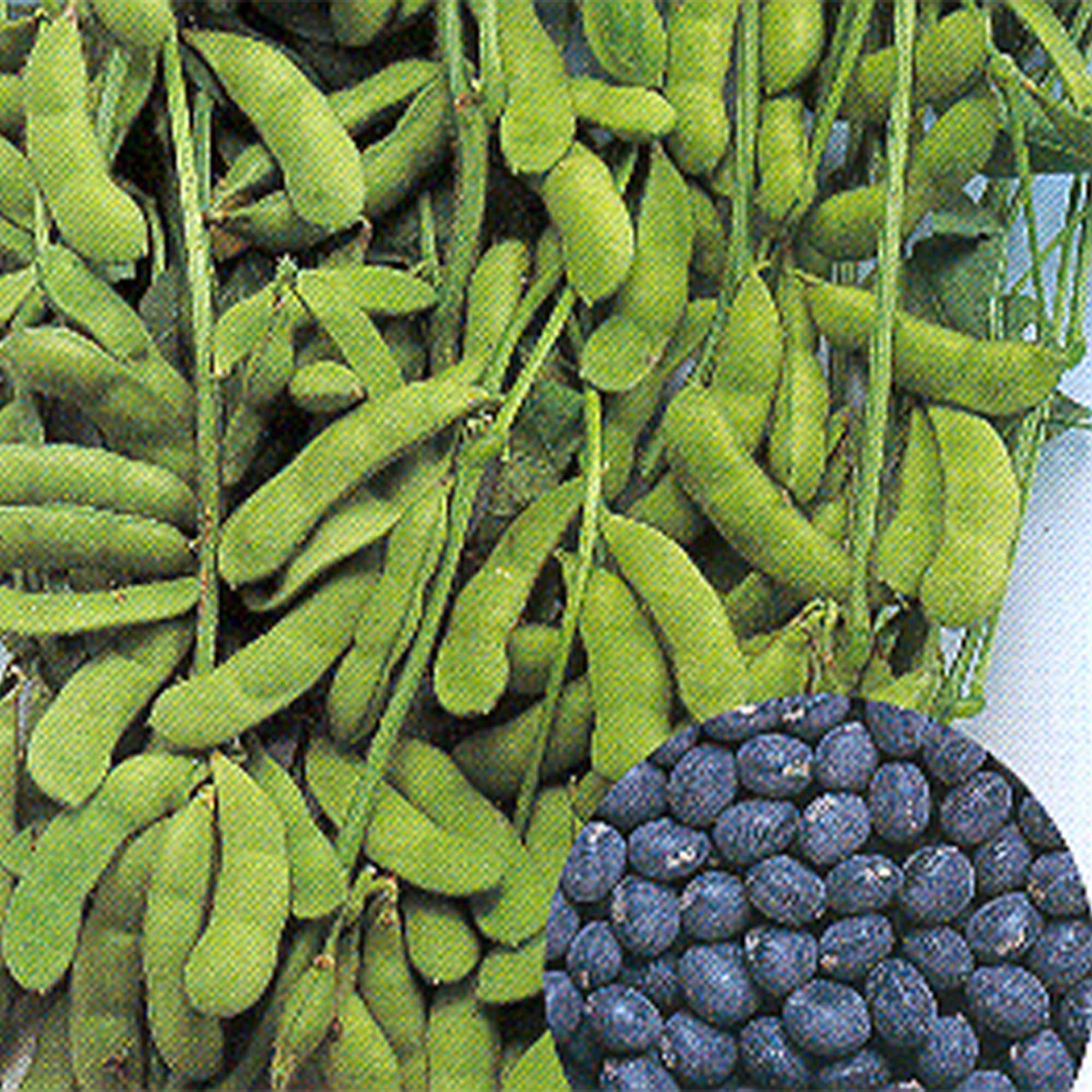 Tamba Kuro Otsubu Soybean 7 Gram ~14 Seeds – Japanese Heirloom Edamame ...