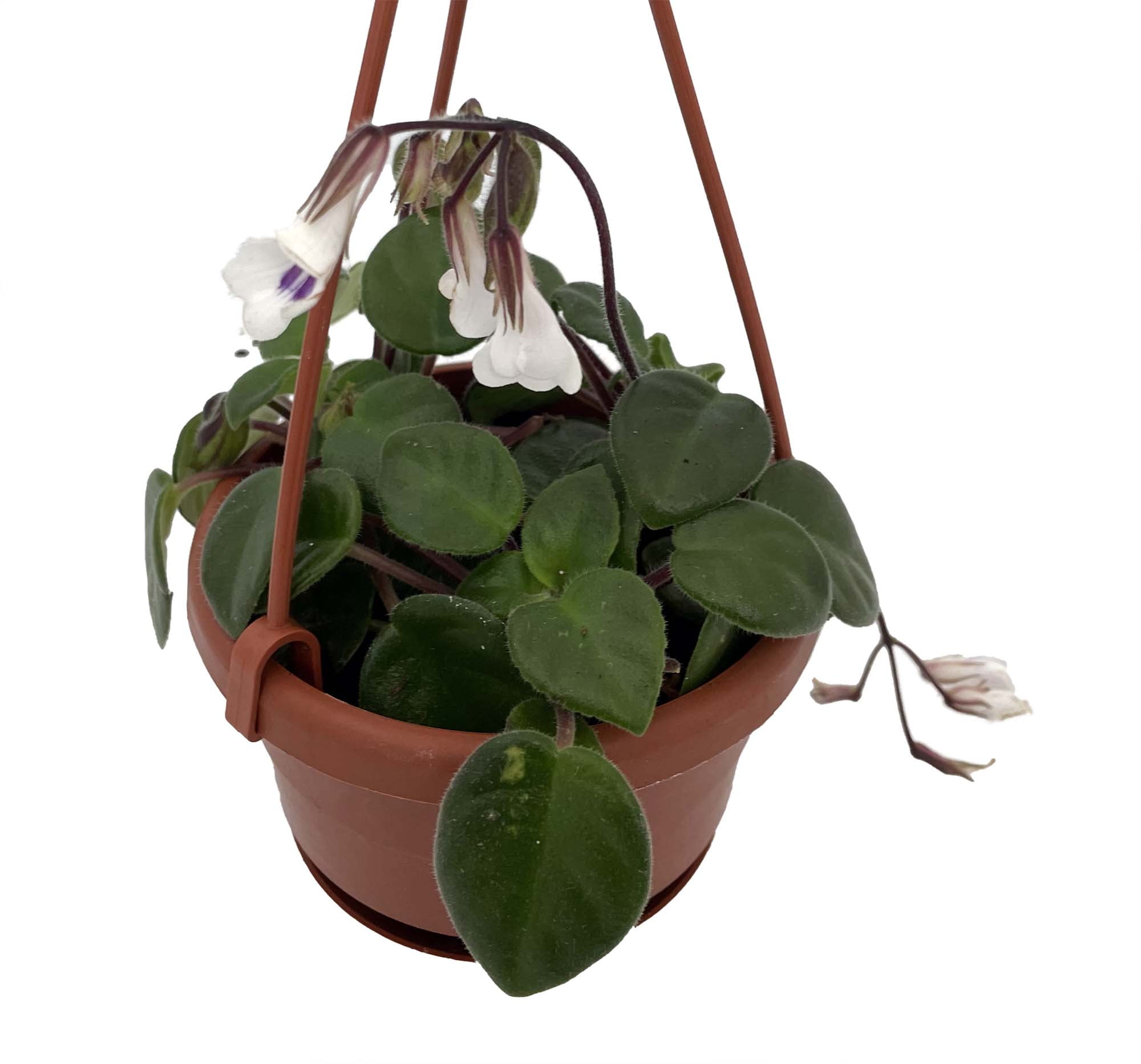 Tamiana Asian Violet - Primulina tamiana - 4" Mini Hanging Basket ...