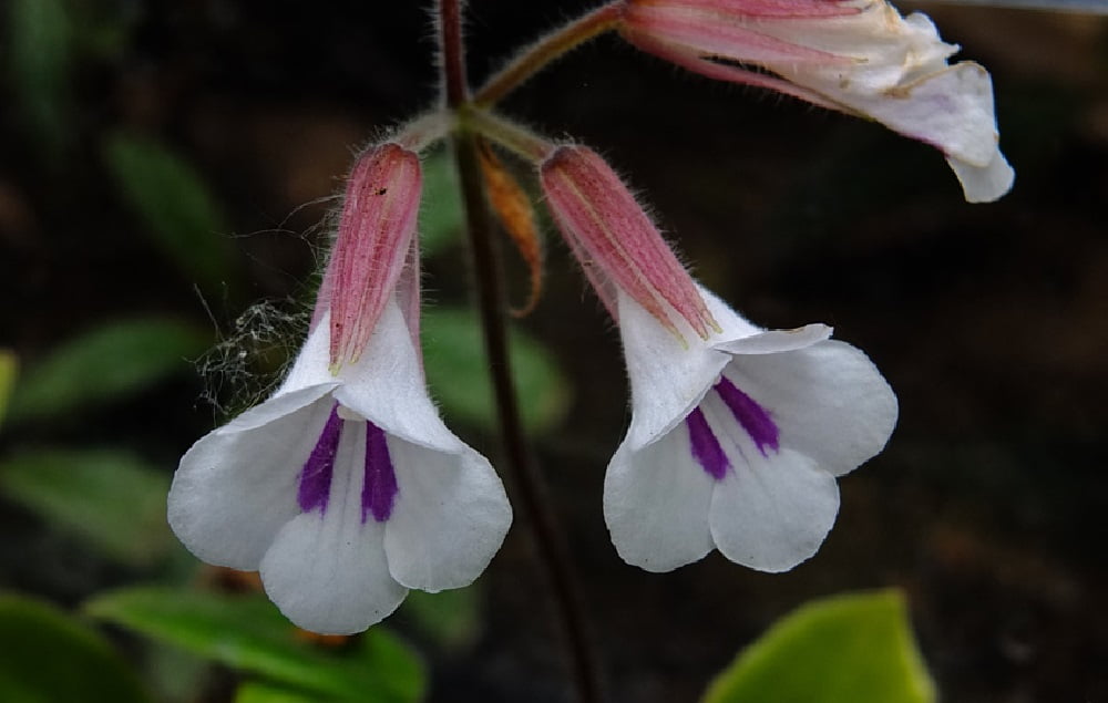 Tamiana Asian Violet - Primulina tamiana / Deinostigma tamiana - 2.5 ...