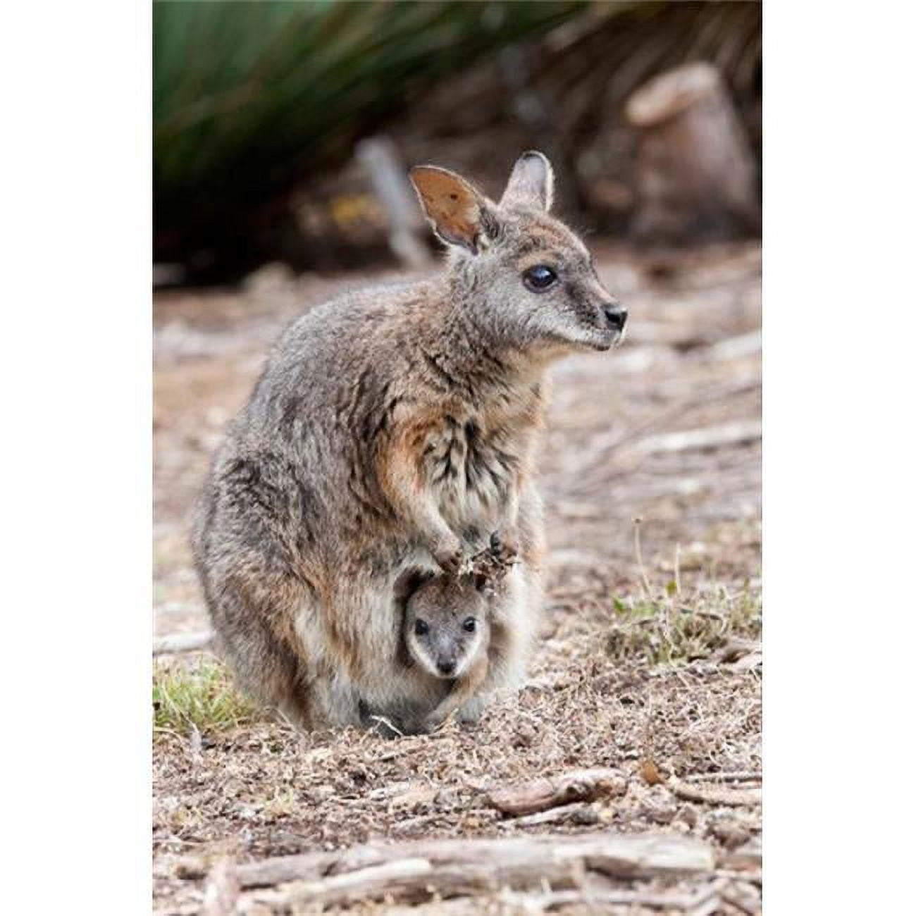Tammar Wallaby Wildlife Australia Poster Print by Martin Zwick - 19 x ...