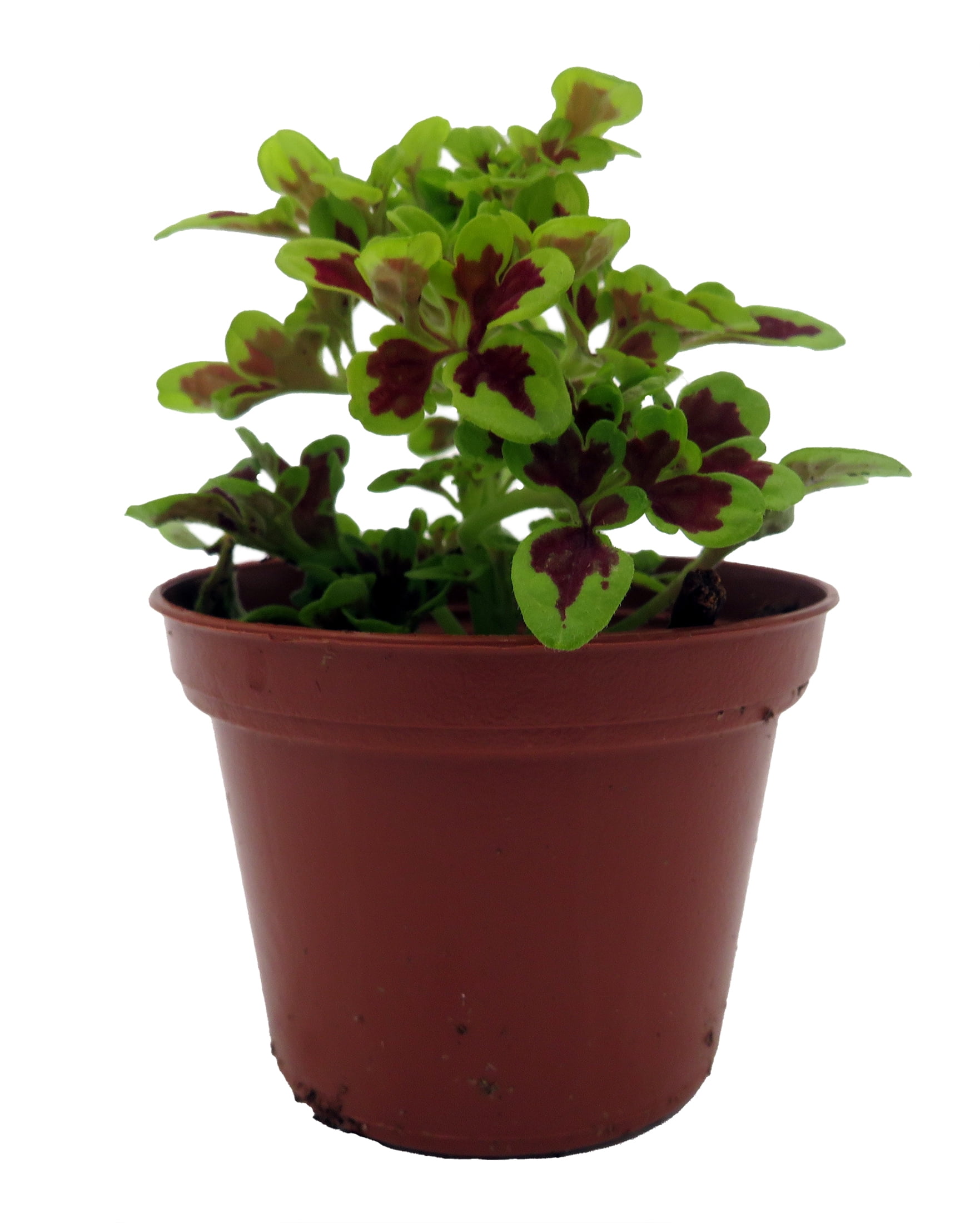 Tammy Plant - Coleus-Mini - 2.5" Pot - Walmart.com