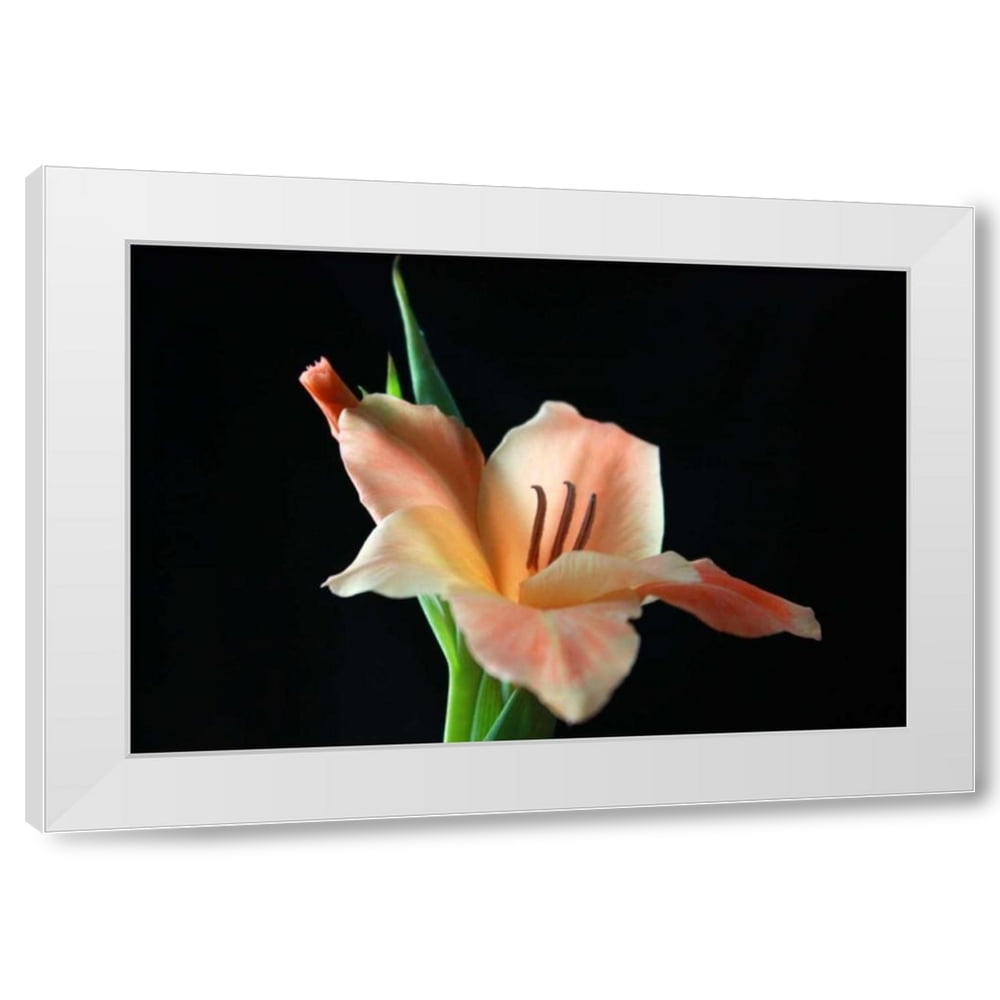 Tammy Putman 4x24 White Modern Wood Framed Wall Art Titled - Peach Lily ...