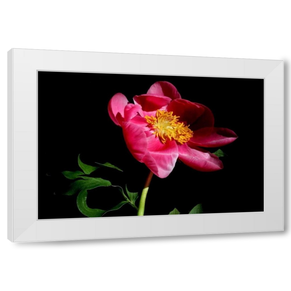 Tammy Putman 4x24 White Modern Wood Framed Wall Art Titled - Pink Peony ...