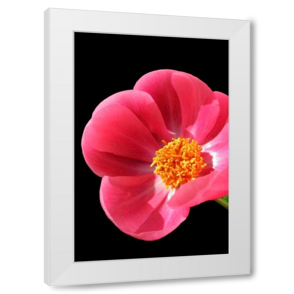 Tammy Putman 4x24 White Modern Wood Framed Wall Art Titled - Pink Peony ...