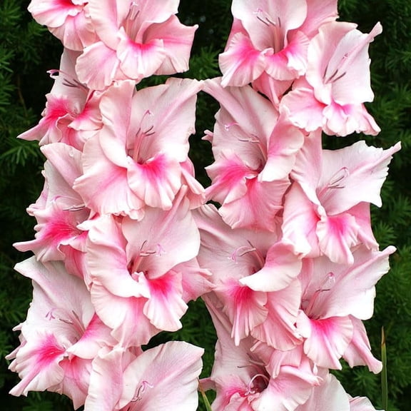 Gladiolus