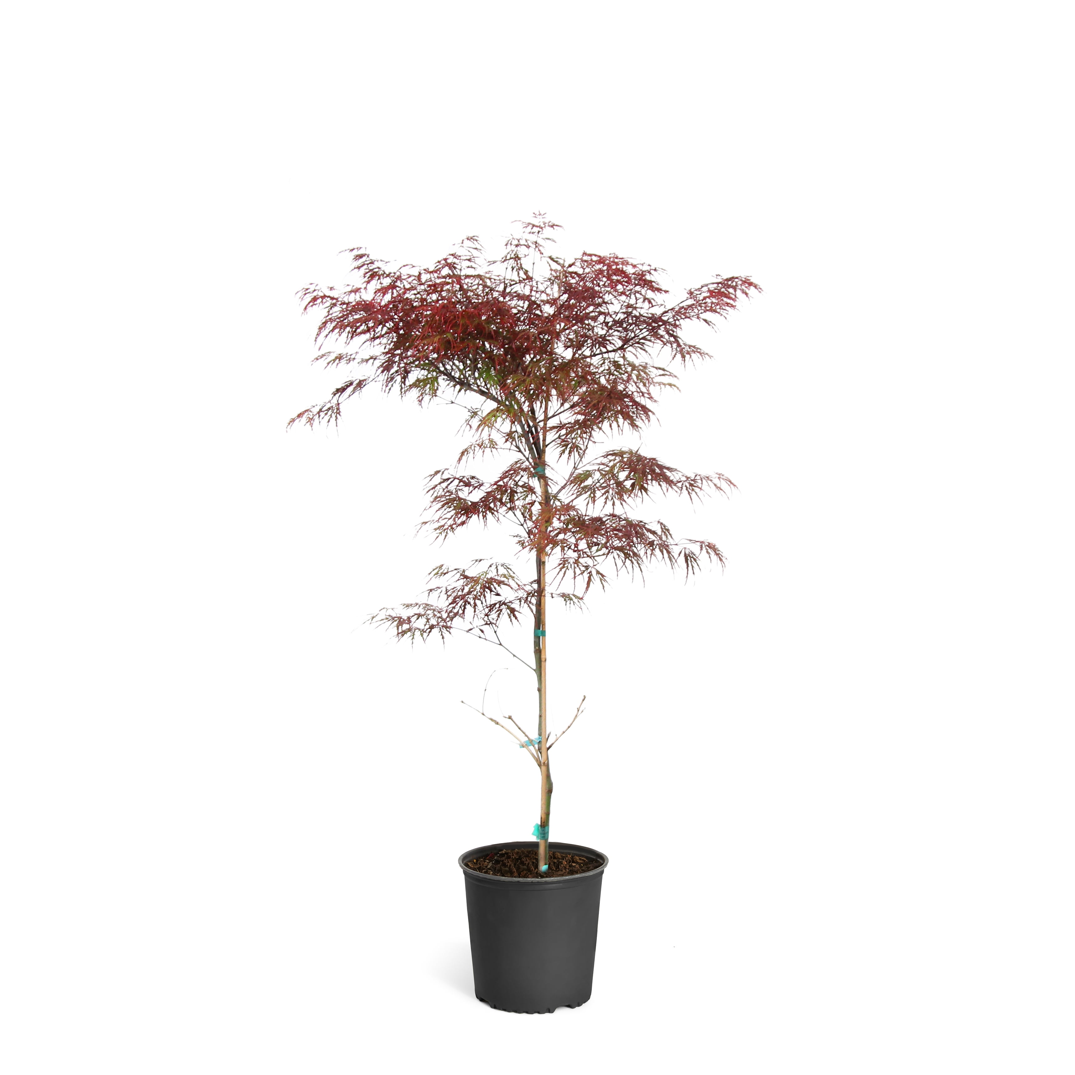 Tamukeyama Japanese Maple Tree - Walmart.com