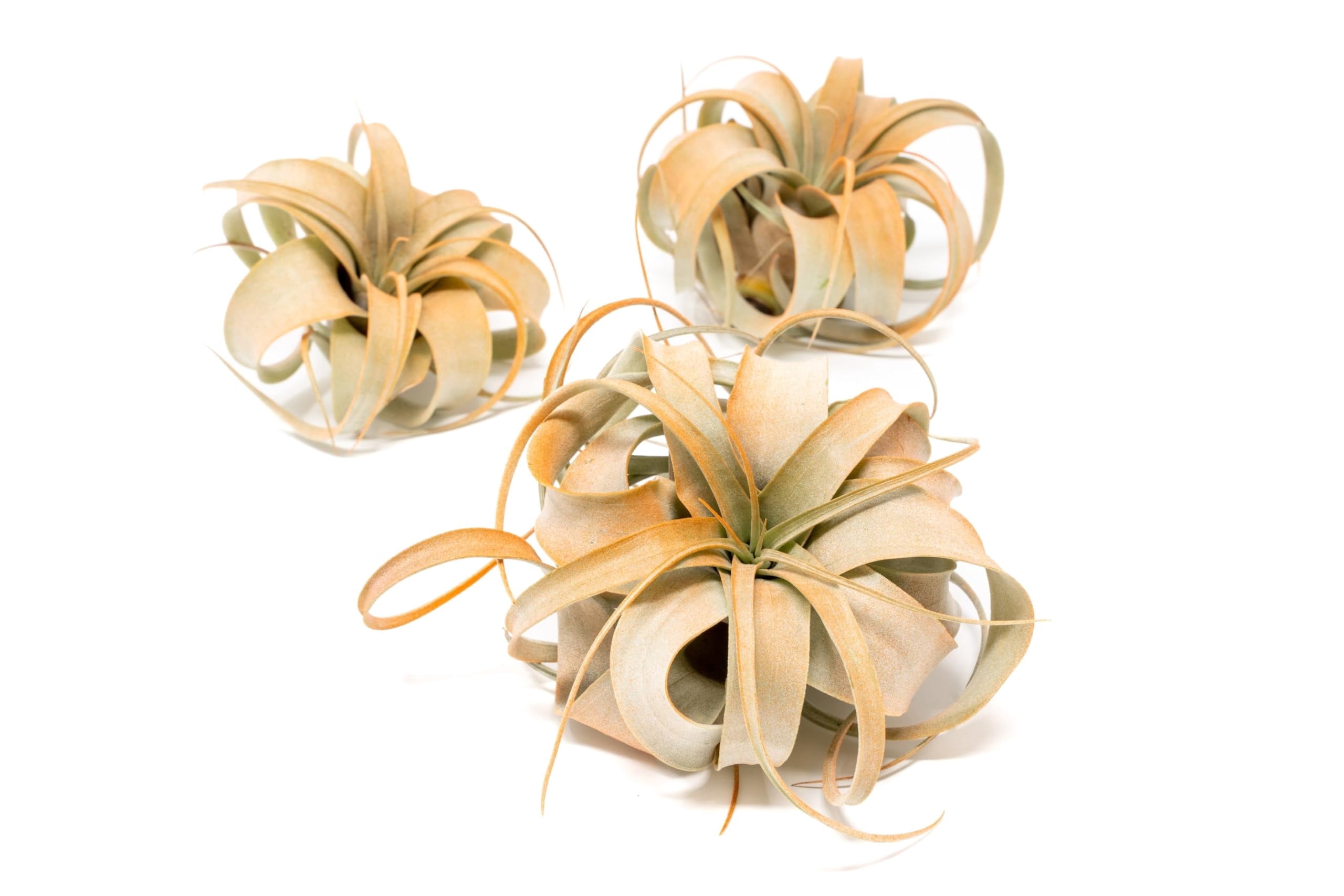 Tangerine Colorful Tillandsia Air Plants - Long Lasting Color Enhanced ...