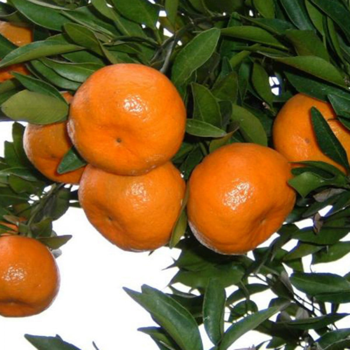Tangerine Fruit Tree-3 Gal. Pot-Hawaii Live Plant - Walmart Business ...